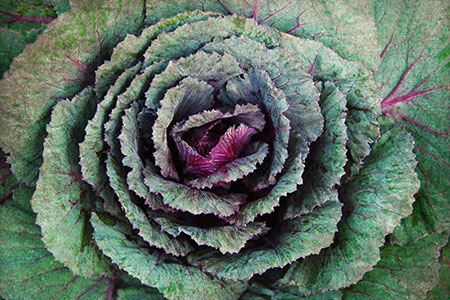 Produits Bio régionaux directement des producteurs - Farmy.ch