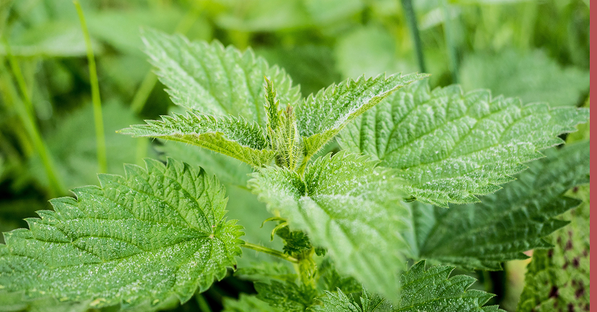 Order nutritious nettle online - at Farmy.ch