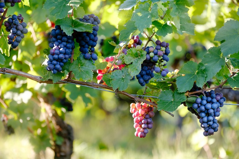 amarone grape varieties