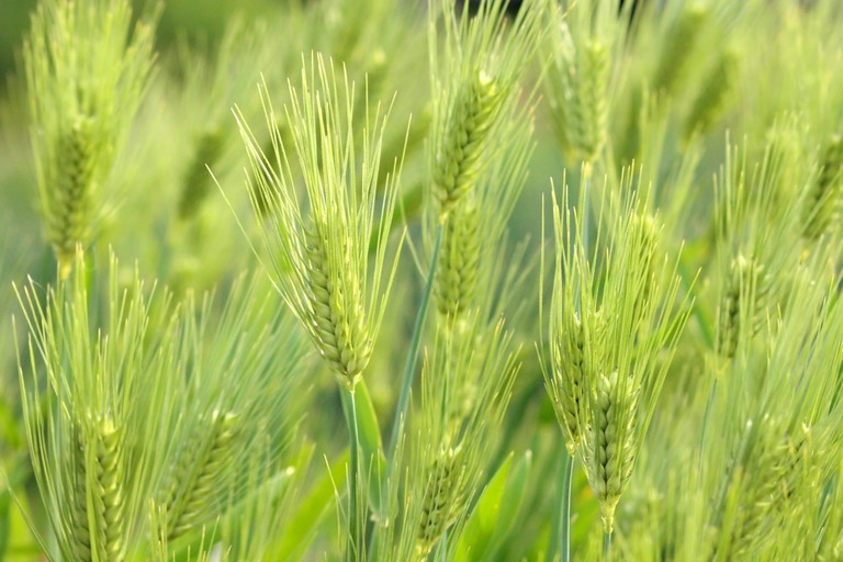 Commandez en ligne de l'orge ou des produits à base d'orge bio