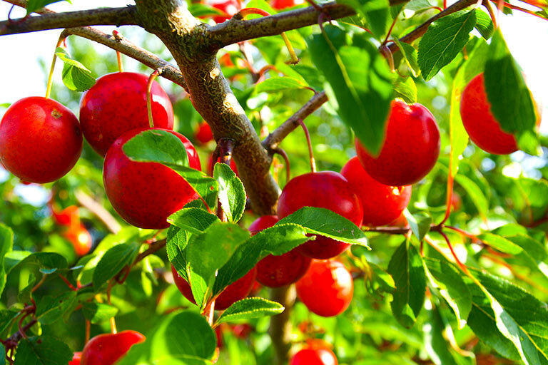 Mirabellen online aus nachhaltigem Anbau bestellen